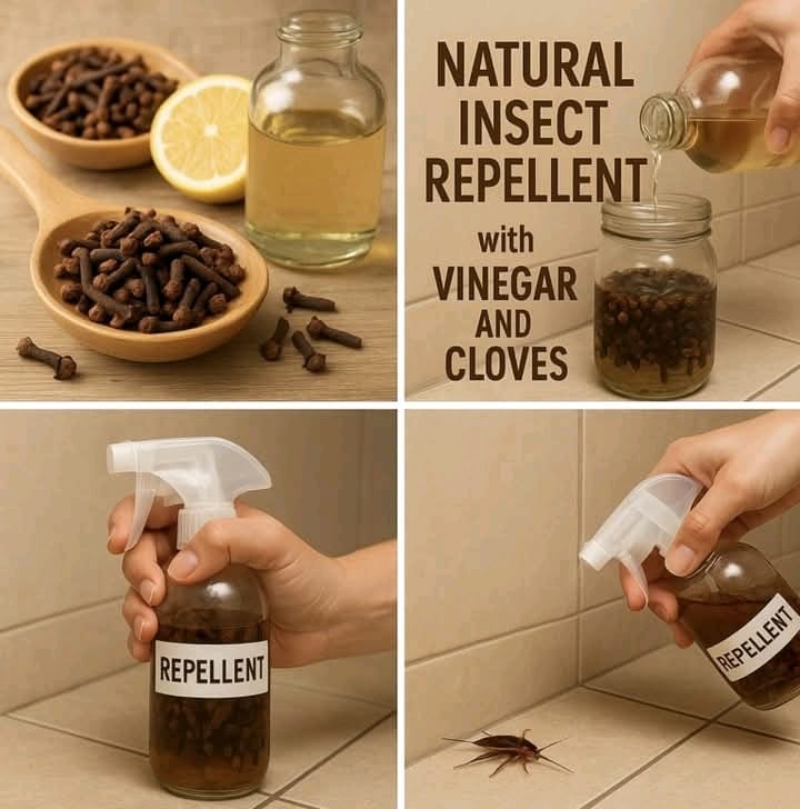 a Natural Insect Repellent with Vinegar and Cloves – Best Recipes